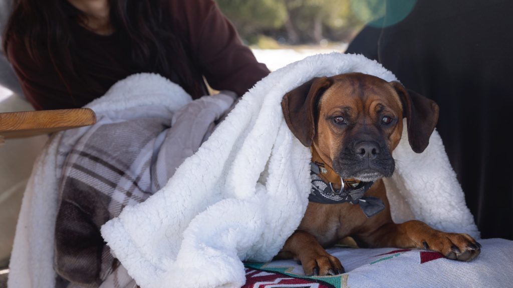 7 Important Dog Safety Tips for Disaster Preparedness