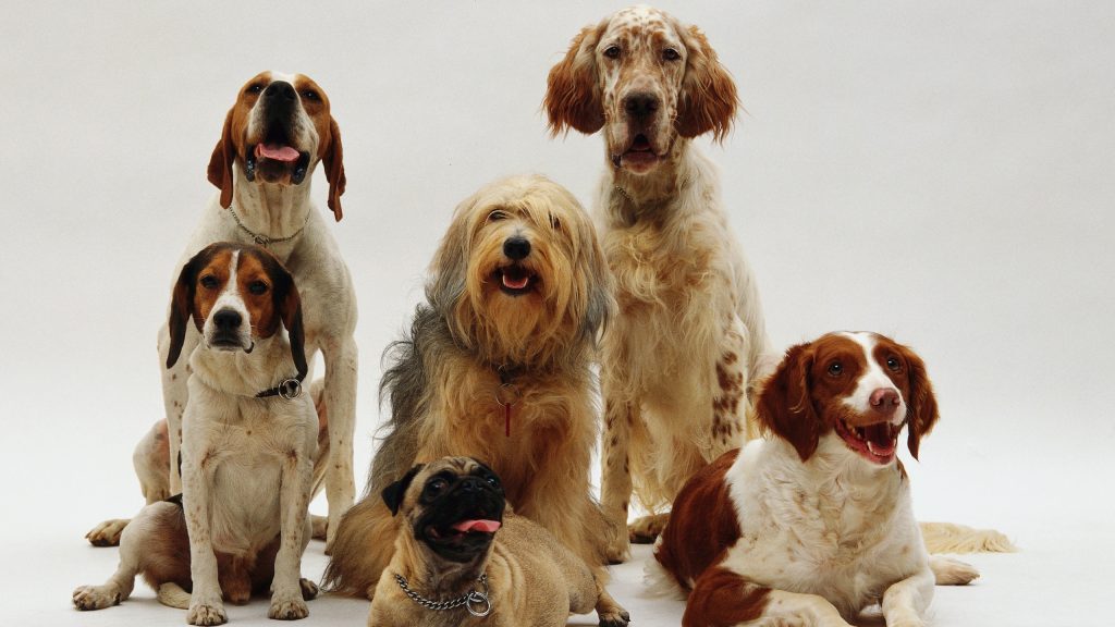 7 Reasons Why Some Dogs Bark More Than Others