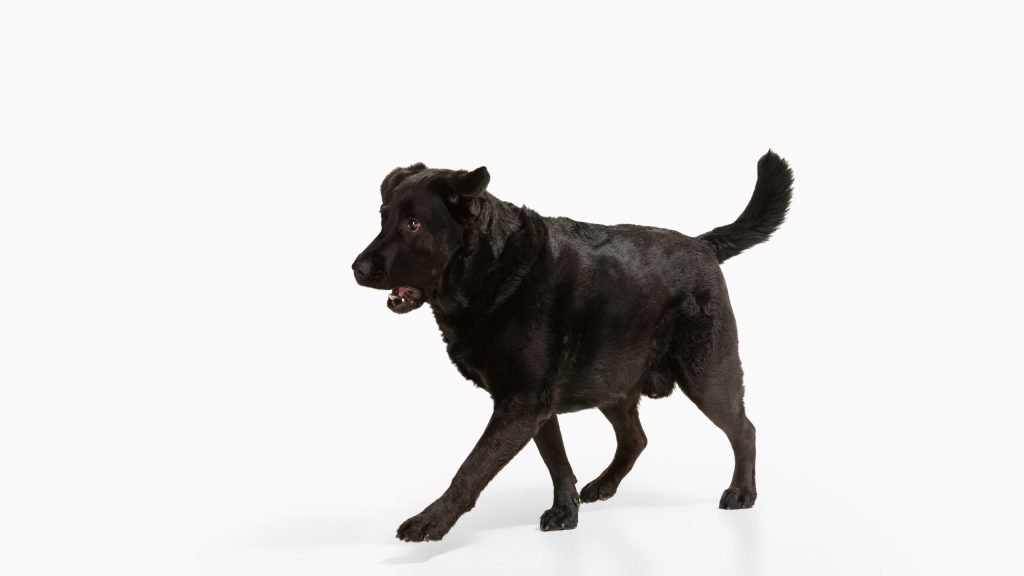 How Dogs Recognize Their Names and Words | Manhattan Offleash K9 Dog ...